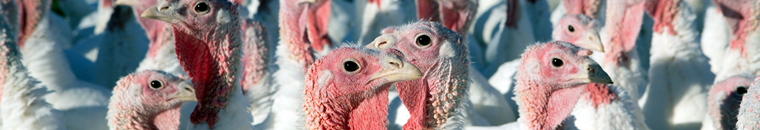 USDA - National Agricultural Statistics Service - Surveys - Turkeys
